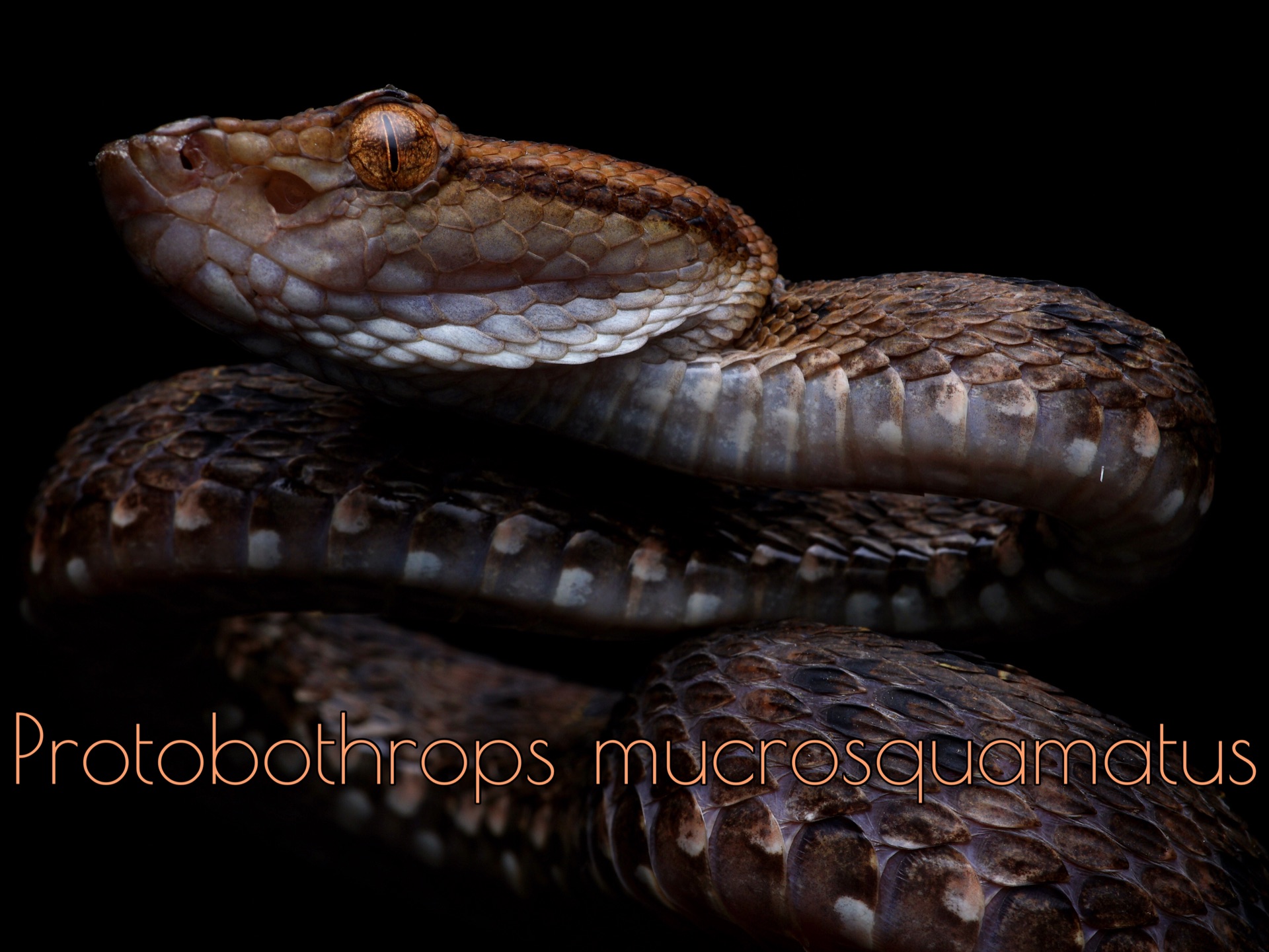 摄影｜尖鳞原矛头蝮 Protobothrops mucrosquamatus｜Viperidae-Crotalinae-二分之一蓝-二分之一蓝 ...