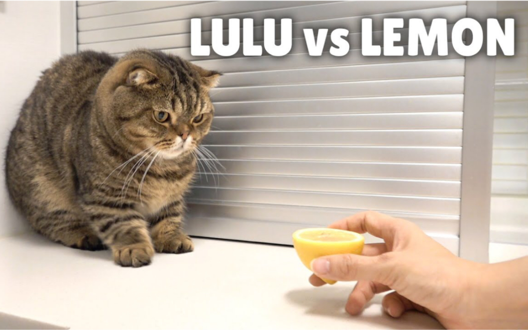 【Kittisaurus】【中字】我找到了LuLu的天敌_哔哩哔哩_bilibili