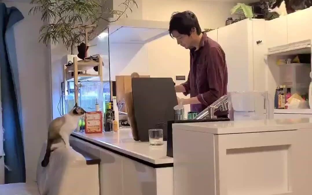 厨房来了新客（猫）人（咪）【JunsKitchen】-JunsKitchen-JunsKitchen-哔哩哔哩视频