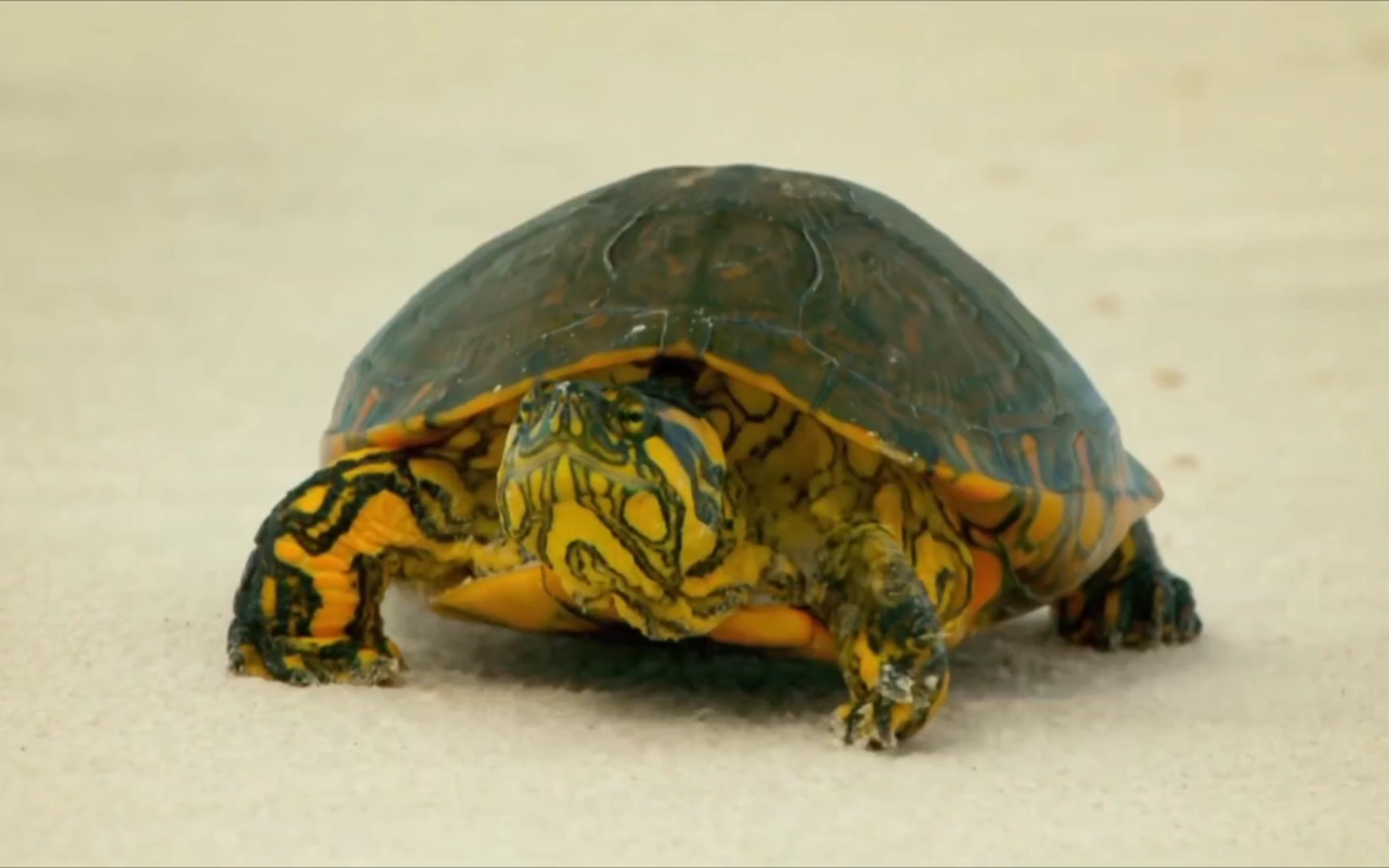 阿根廷彩龟Trachemys adiutrix_哔哩哔哩_bilibili