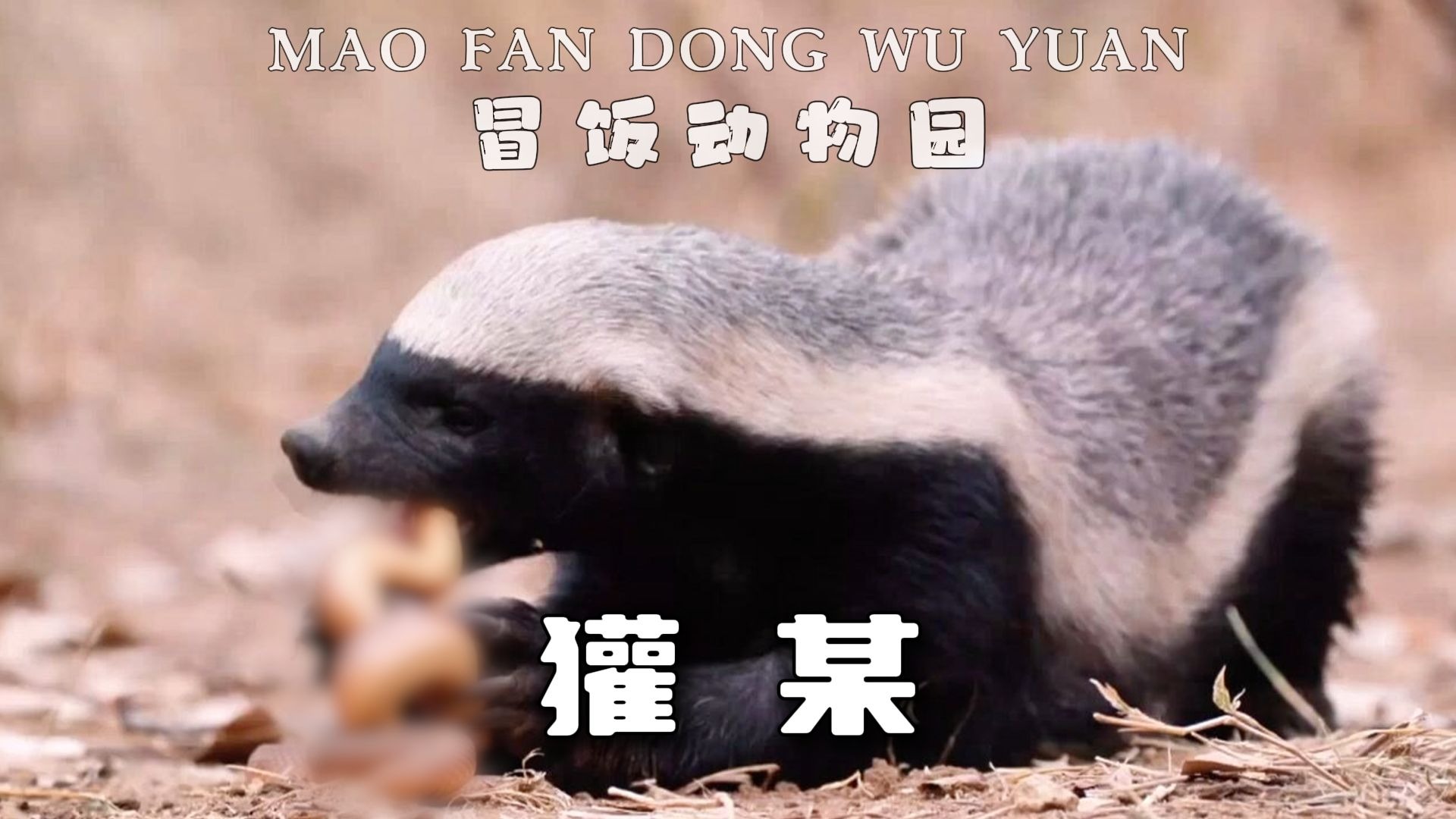 谁是下一个目标？揭秘非洲平头哥连环猎杀背后的真相-冒饭动物园-冒饭动物园-哔哩哔哩视频