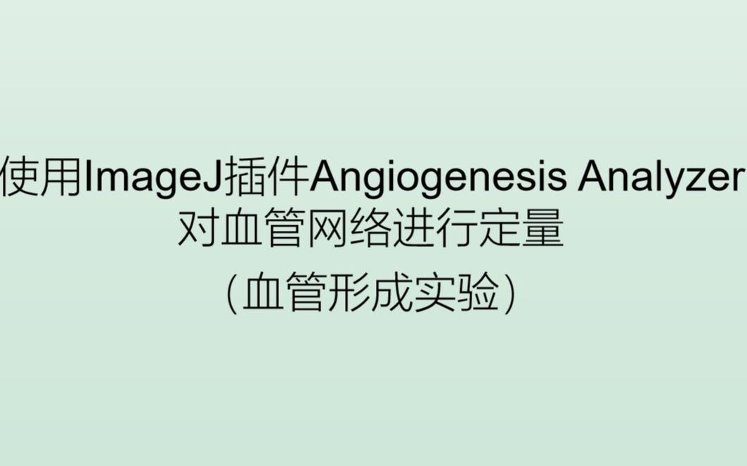 【血管形成实验】数据处理| ImageJ插件Angiogenesis Analyzer对血管网络进行定量-哎吃糖的依古比古-默认收藏夹-哔哩哔哩视频