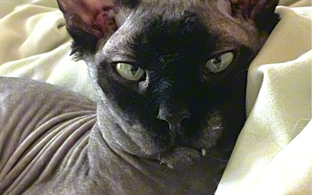 一只猫而已用得着这么帅嘛...-Caesar-Cat-Caesar-Cat-哔哩哔哩视频