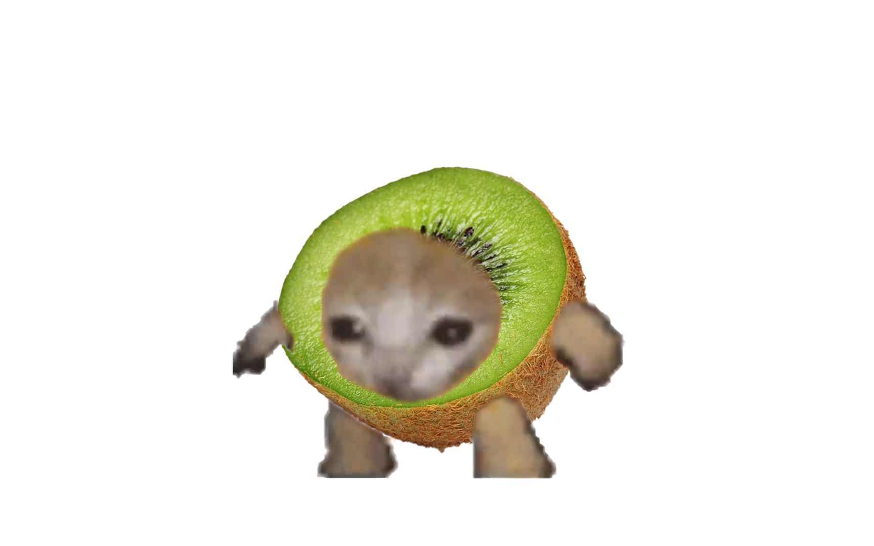 The Kiwi Cat_哔哩哔哩_bilibili