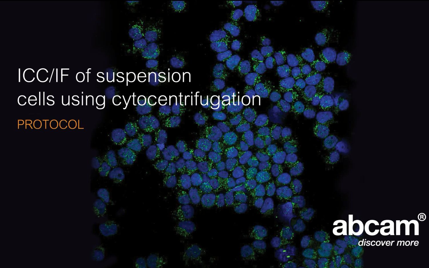 【教程】细胞悬液离心、免疫细胞化学和免疫荧光技术（ICC/IF of suspension cells using ...