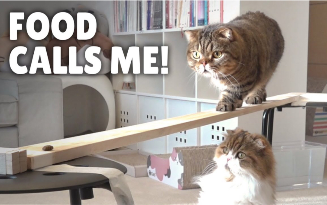 【Kittisaurus】【中字】独木桥挑战！保持平衡_哔哩哔哩_bilibili