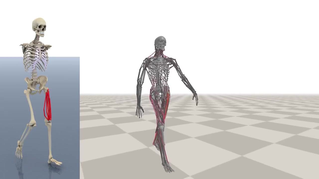 Scalable Muscle-actuated Human Simulation and Control(SIGGRAPH 2019)_哔哩 ...