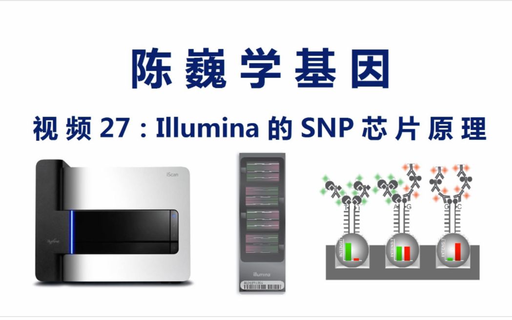 【陈巍学基因】视频27：Illumina的SNP芯片原理_哔哩哔哩_bilibili