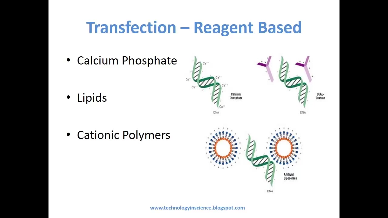 Transfection - Basics, Principle, Mechanism and Optimization of ...
