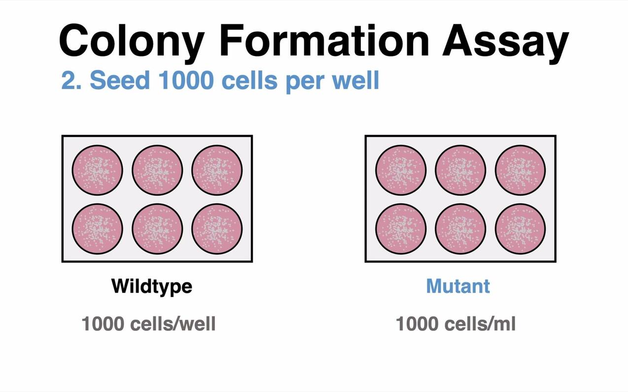 克隆形成实验Clonogenic Cell Survival Assay (Co - 哔哩哔哩