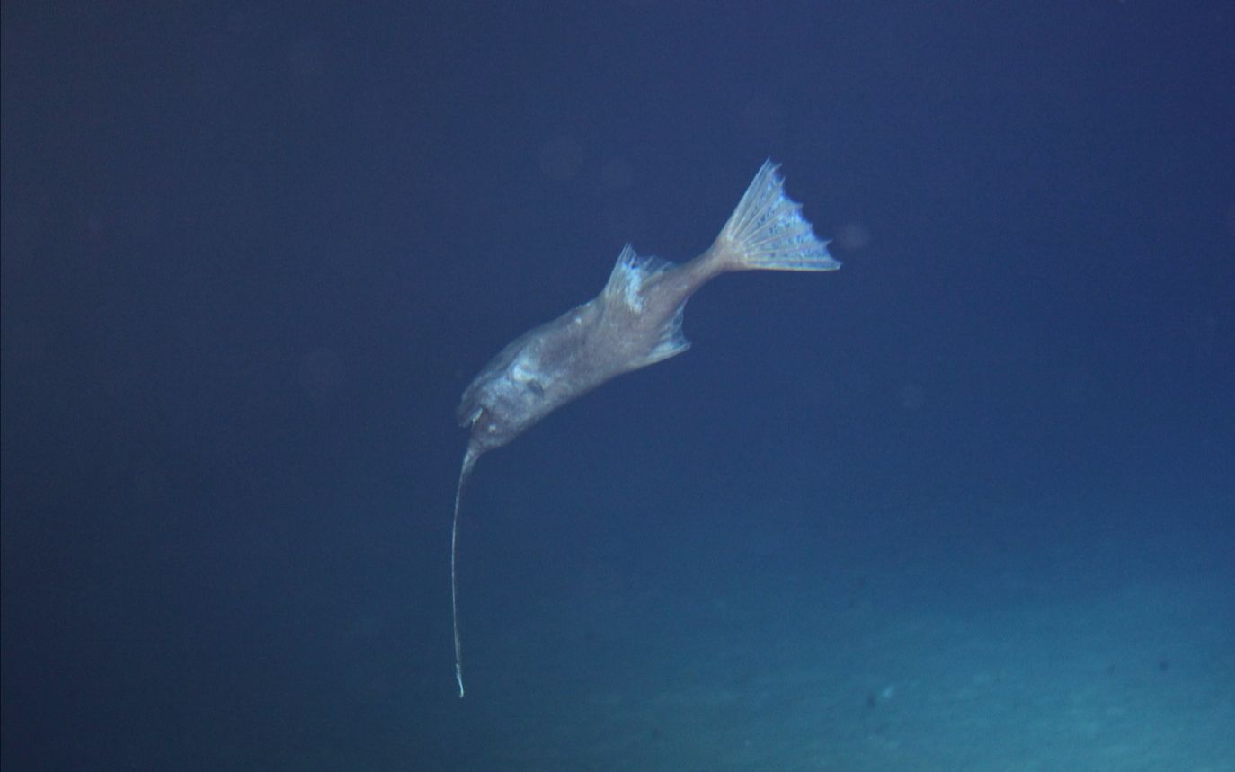 【海洋生物】梵氏巨棘角鮟鱇 (Gigantactis vanhoeffeni)_哔哩哔哩_bilibili