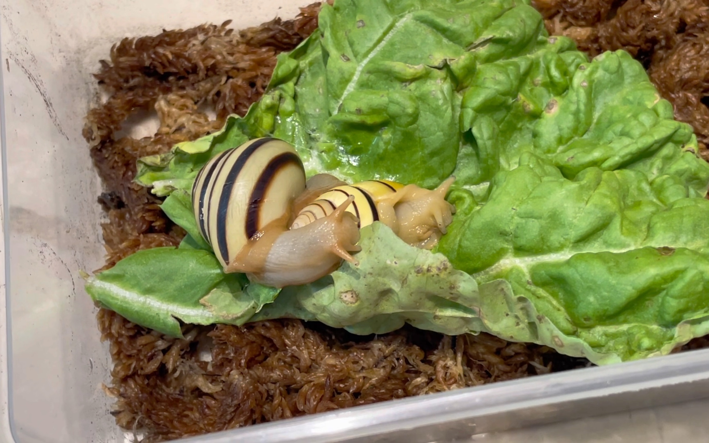 Asperitas colorata komodoensis吃青菜_哔哩哔哩_bilibili