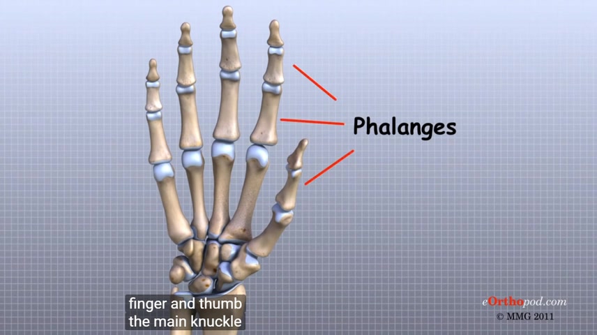 【手部解剖】Hand Anatomy Animated Tutorial_哔哩哔哩_bilibili