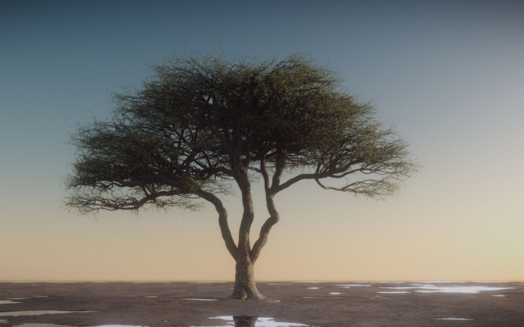 SpeedTree非洲金合欢树建模教程Model An African Acacia Tree in Speed Tree_哔哩哔哩_bilibili