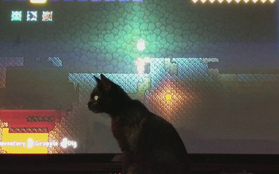 Jet the Cat likes Terraria_哔哩哔哩_bilibili