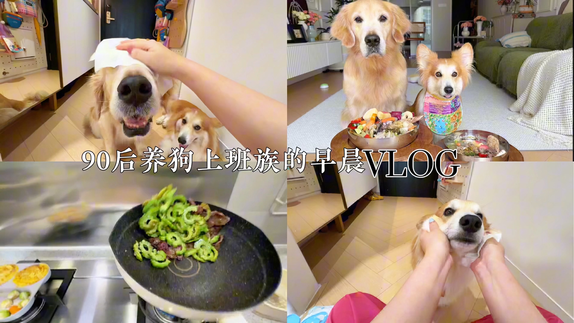 沉浸式养狗vlog!看完你就知道～为什么女孩子千万别轻易养狗……-金不拉毛抱抱-金不拉毛抱抱-哔哩哔哩视频