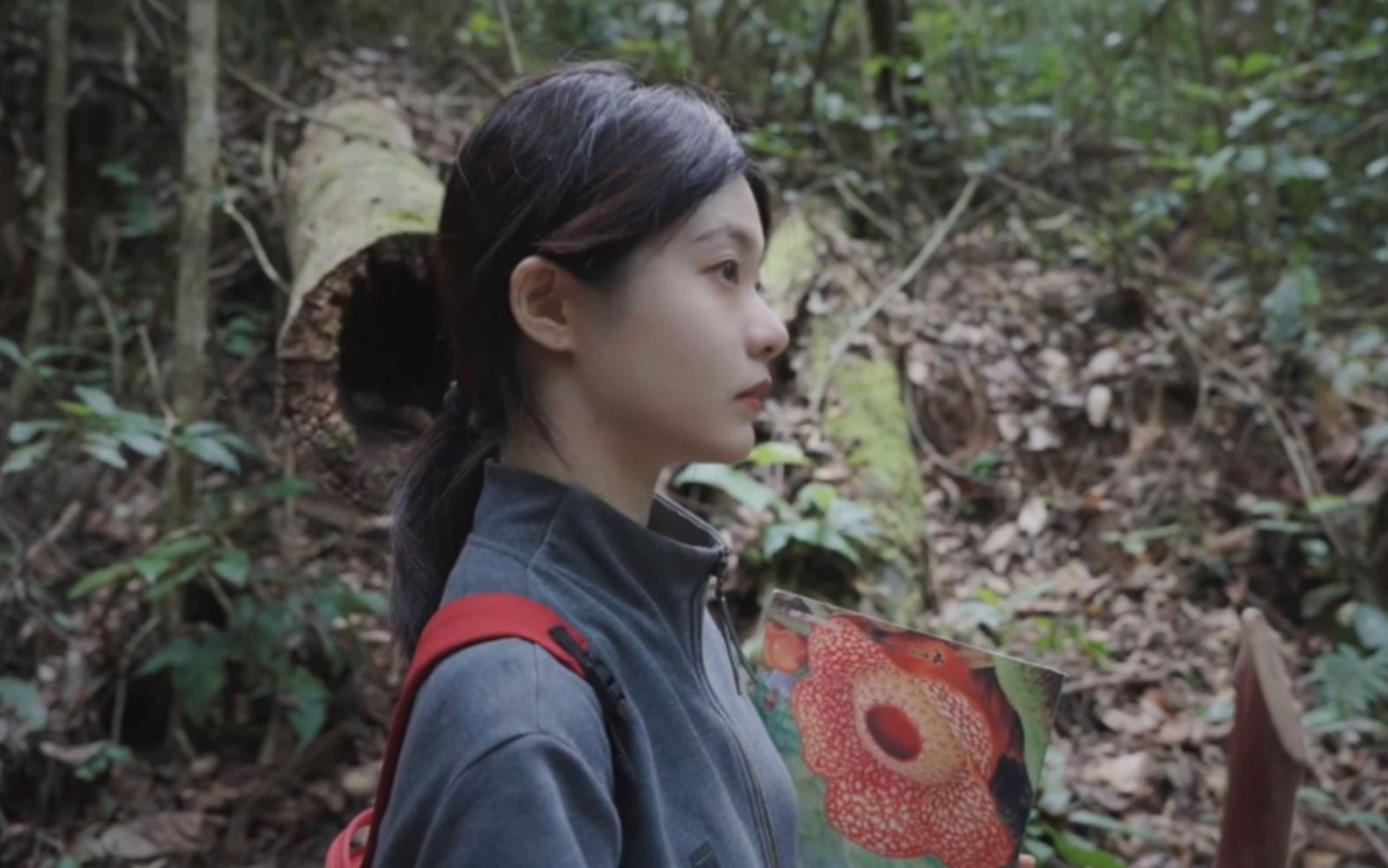 我在马来西亚 找到了世界上最大的花-元莱Yilia-元莱Yilia-哔哩哔哩视频