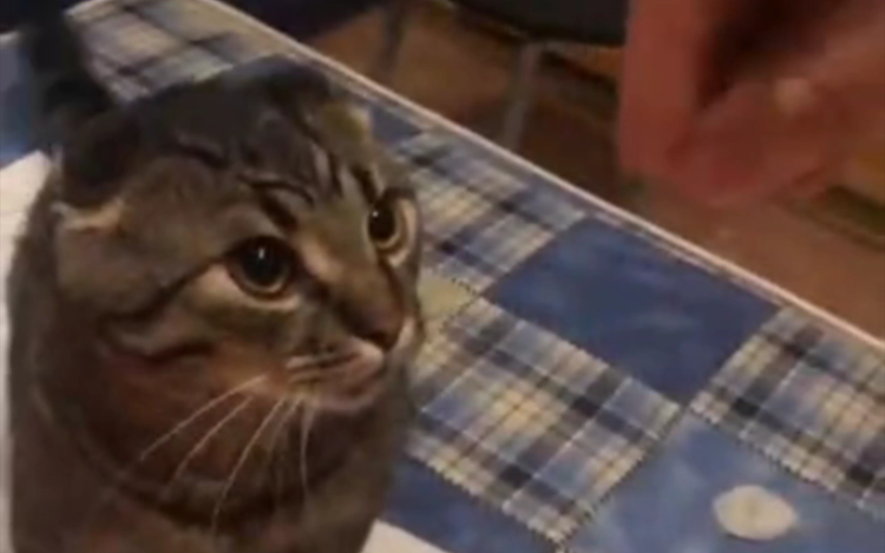 Fool cat😢-Baconhead-Baconhead-哔哩哔哩视频