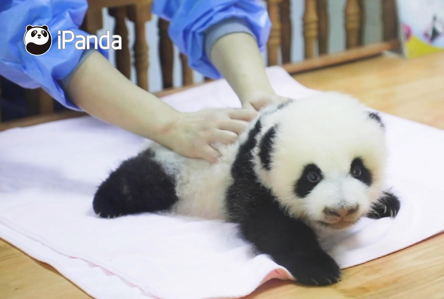 这只“毛绒娃娃”rua起来手感也太好了！-iPanda熊猫频道-iPanda熊猫频道-哔哩哔哩视频