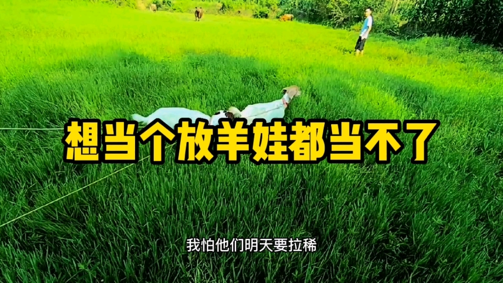 来，我来教你们当放羊娃。。。。-向前农场日记-向前农场日记-哔哩哔哩视频