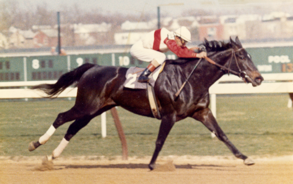 竞马史最大的悲剧女主，烟花易逝的三冠马后——Ruffian【暴徒】生涯比赛合集 - 哔哩哔哩