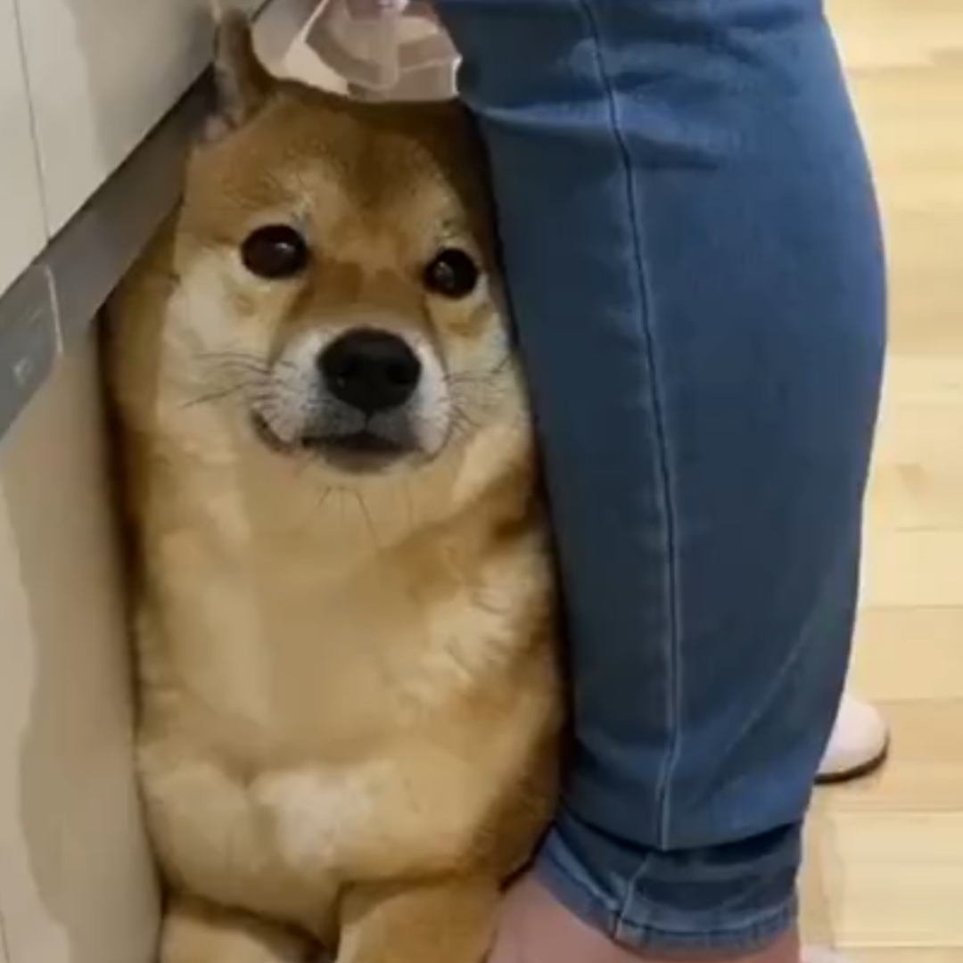 大可爱_哔哩哔哩_bilibili