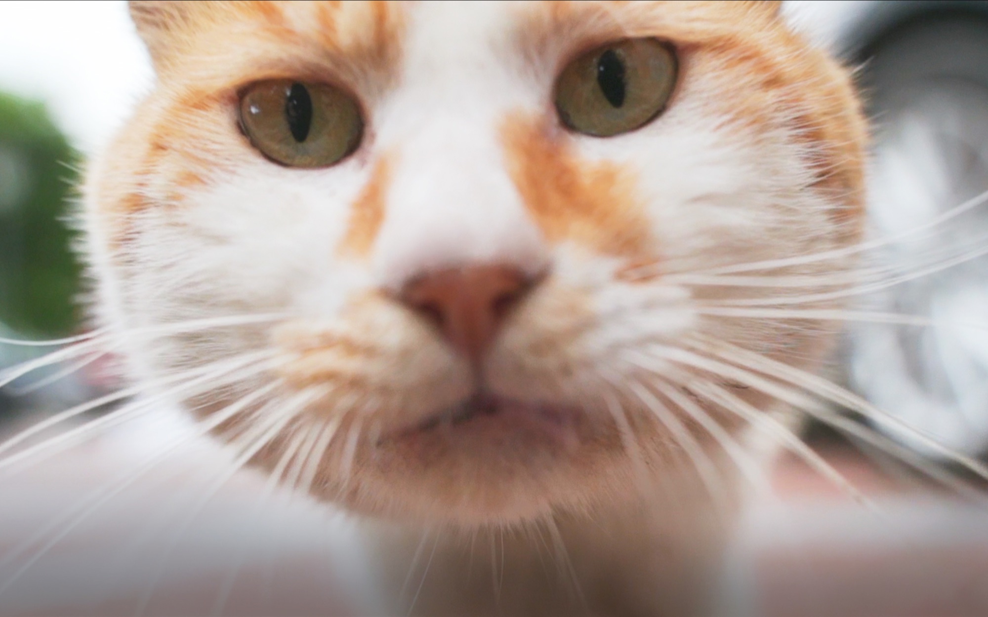 那就好好道个别吧-圆圆的智子-圆圆的智子-哔哩哔哩视频