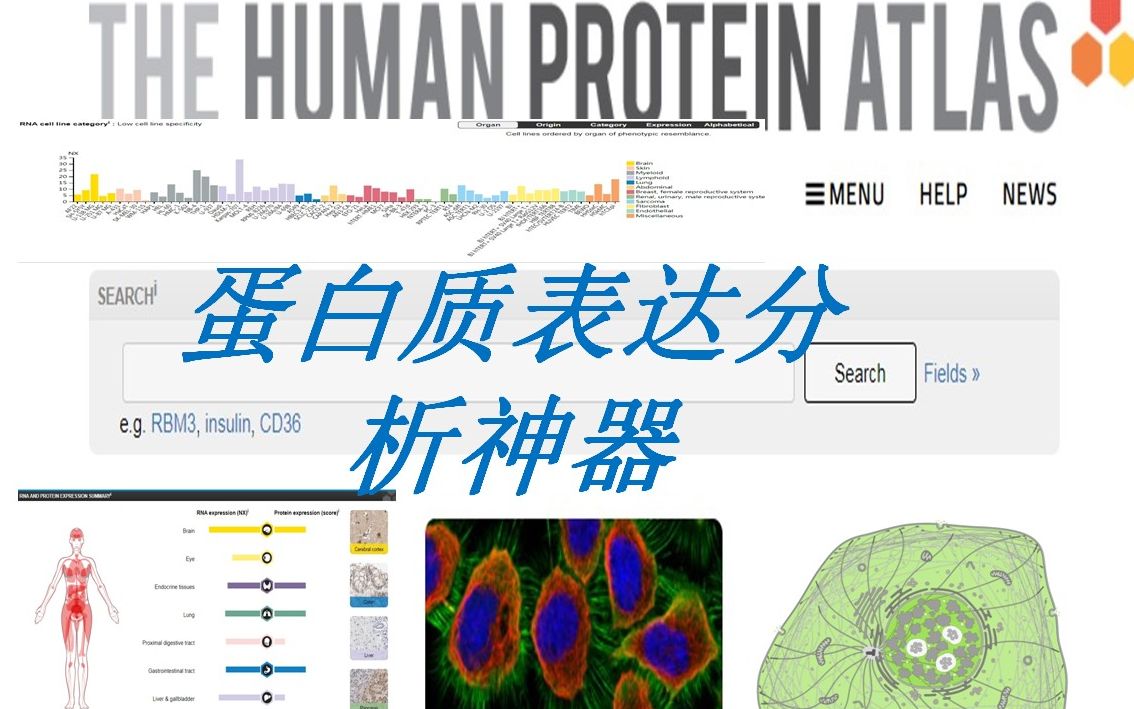 【生信分析】免费的蛋白质表达分析神器-THE HUMAN PROTEIN ATLAS_哔哩哔哩_bilibili