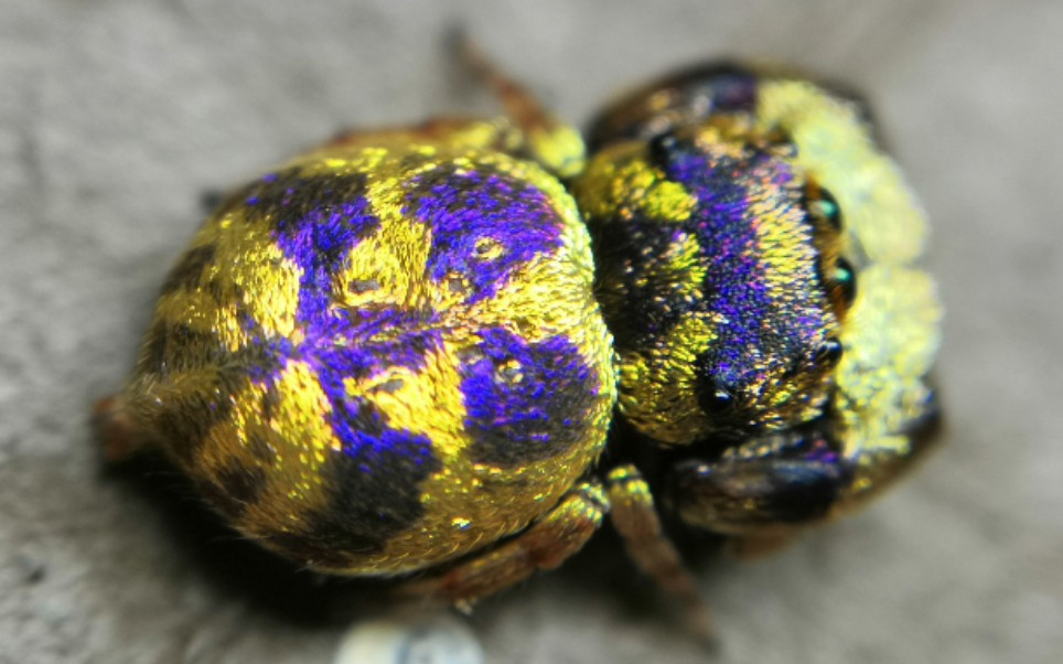 【4k】Dolichothele rufoniger 埃里希斯荧光紫捕鸟蛛-TS爬魂