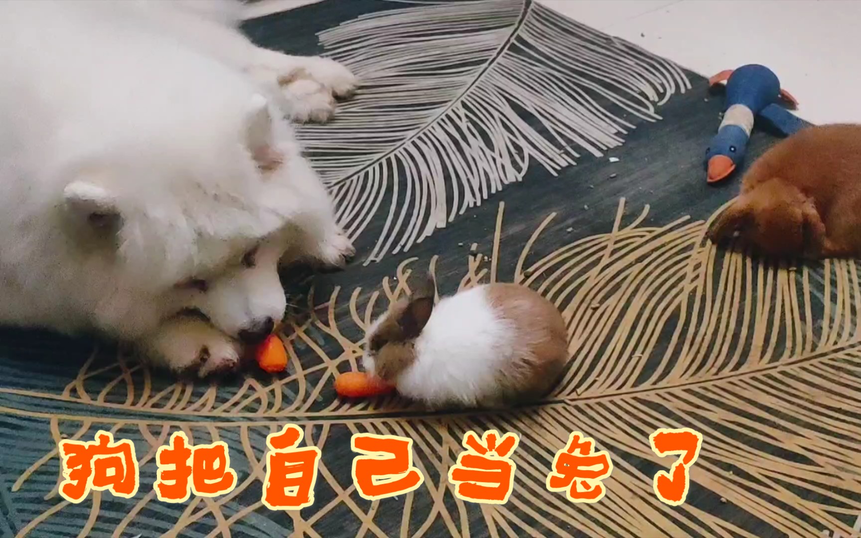 一起长大的狗狗和兔兔，狗把自己当兔子，兔子把自己当狗_哔哩哔哩_bilibili