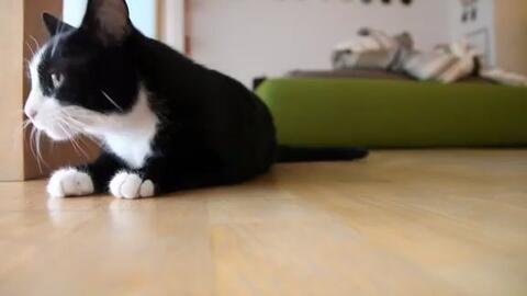 Meowingtons Hax Enabled