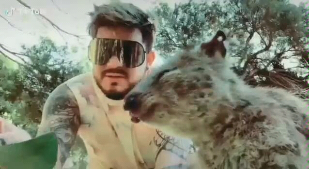 【Adam Lambert】可爱窒息！当爷竟然注册了国际版Tik Tok？！_哔哩哔哩_bilibili