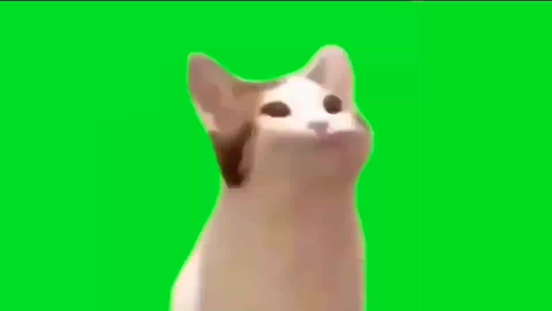 《popo猫》（普通弹幕测试区）_哔哩哔哩_bilibili