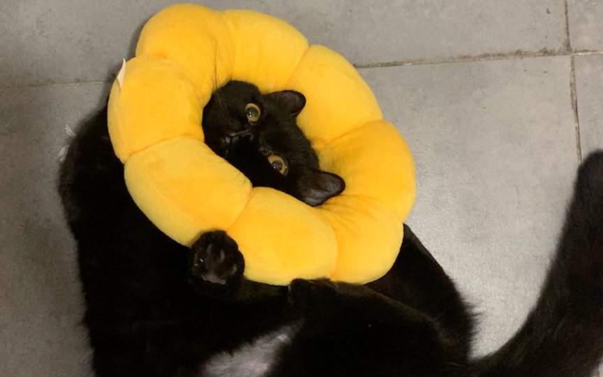 【猫meme】Awoo cat三个小合集-陌路将军-猫咪-哔哩哔哩视频