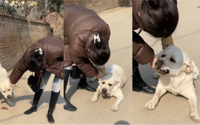 城市狗回村后满村溜达不愿回家，被主人抓走后还一脸不服逗乐网友_哔哩哔哩_bilibili