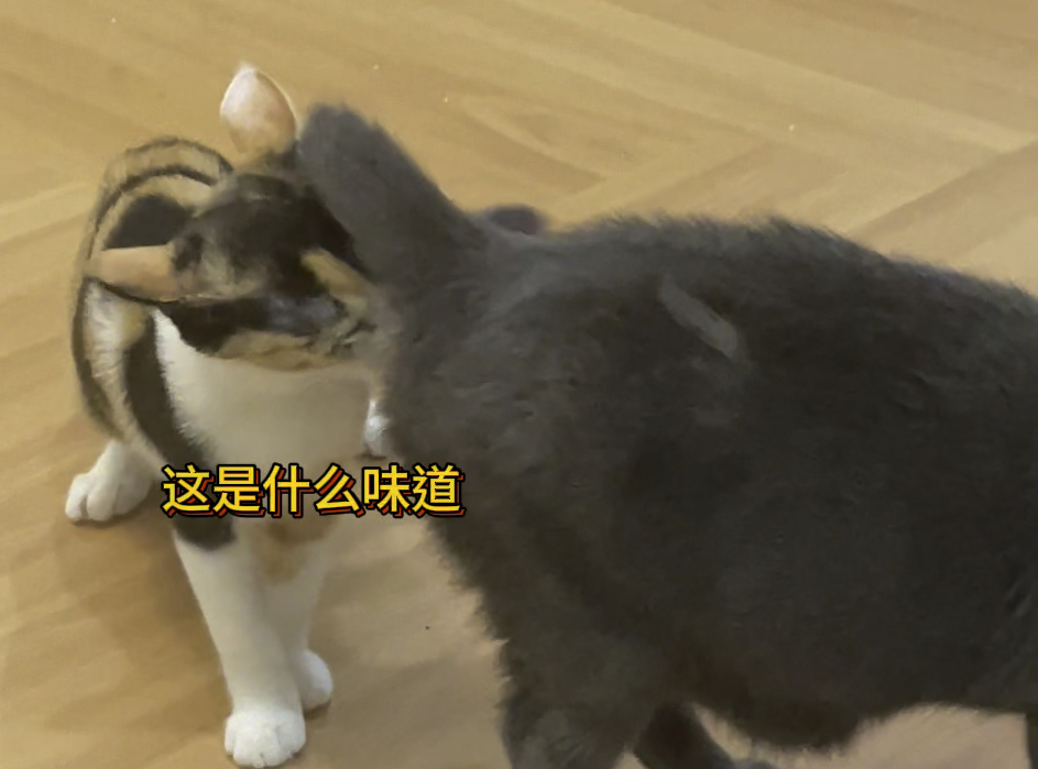 概念神的稳定发挥罢了-Caesar-Cat-Caesar-Cat-哔哩哔哩视频