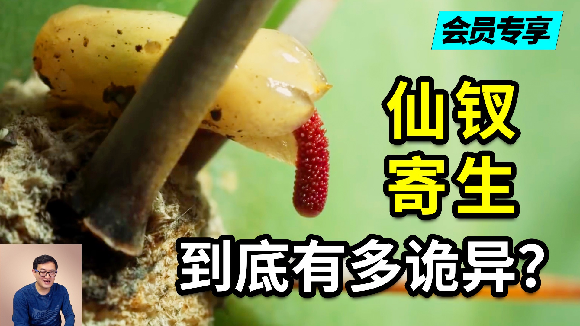 超级诡异的生物，仙人掌的噩梦！入侵方式堪比恐怖电影，仙钗寄生到底有多不可思议？-老肉杂谈-老肉杂谈-哔哩哔哩视频