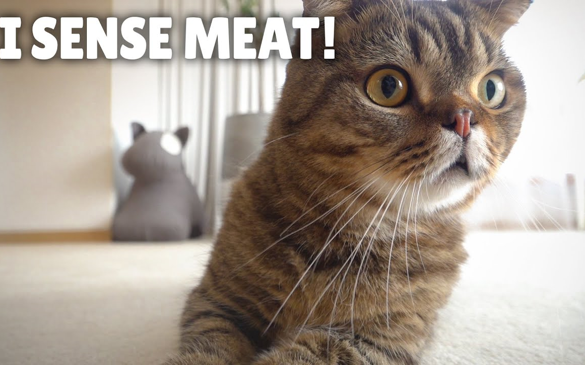 【Kittisaurus】【中字】背着猫咪吃了烤肉_哔哩哔哩_bilibili