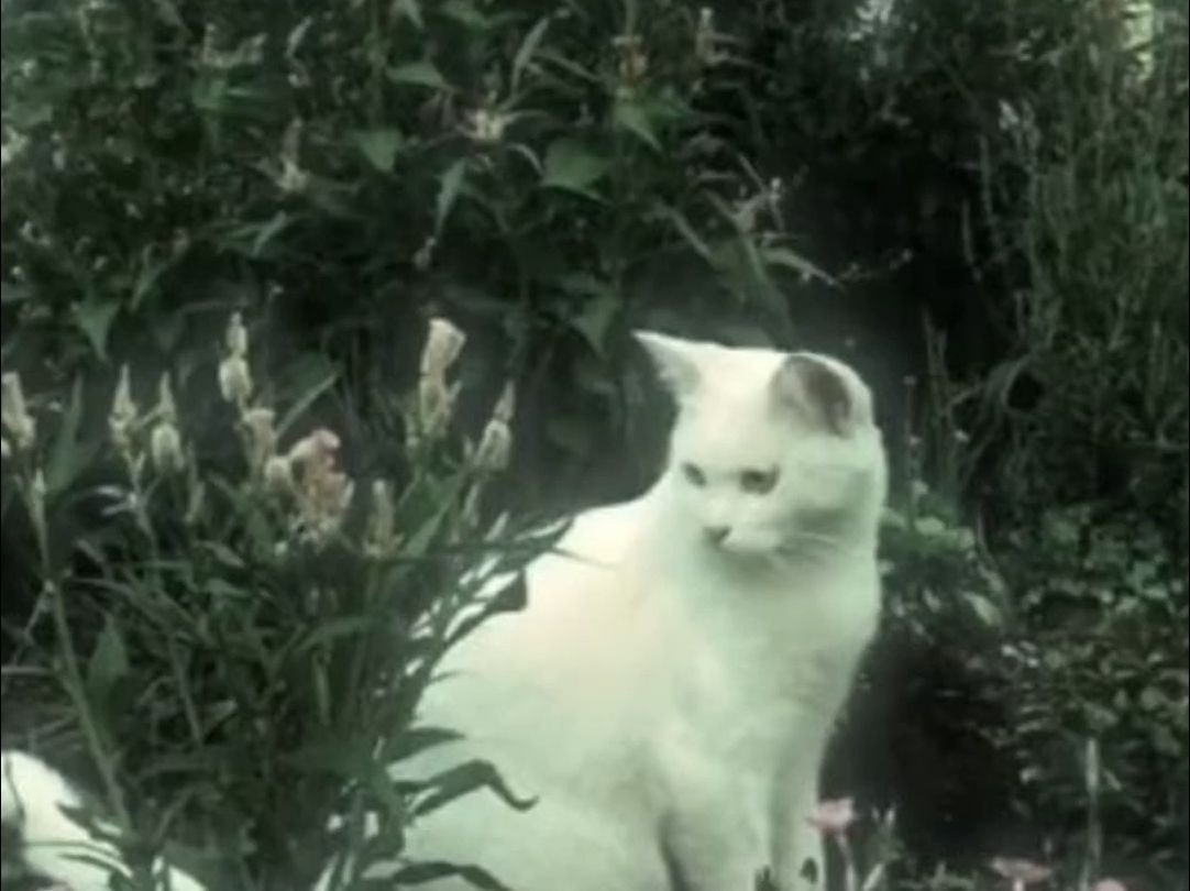 奈奈酱带你每天认识一种艺术风格-Dullcore-设计师奈奈酱-设计师奈奈酱-哔哩哔哩视频