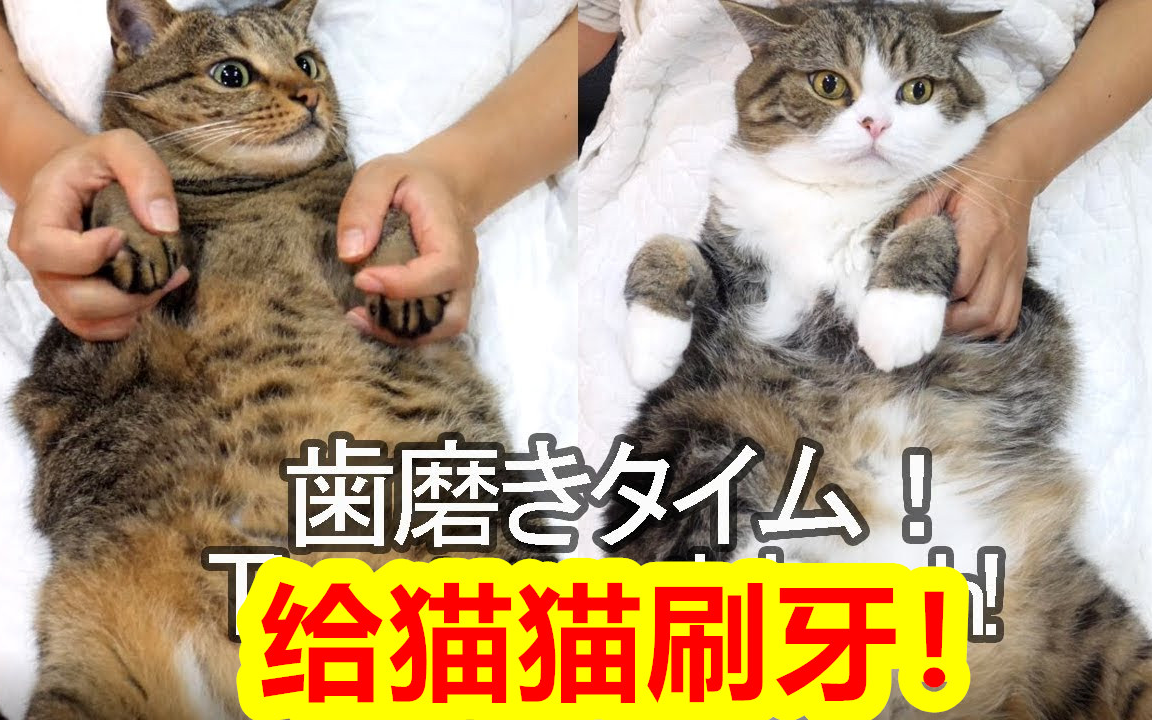 【小圆和小花】日本mugumogu网友给自家两只猫猫刷牙！真的好乖好可爱鸭！_哔哩哔哩_bilibili